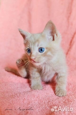 Маленький Персик