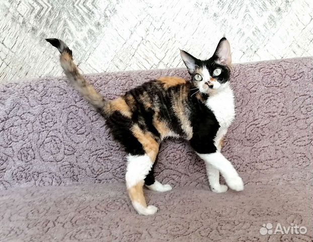 Девон-рекс кошка