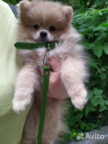 Немецкий шпиц девочка