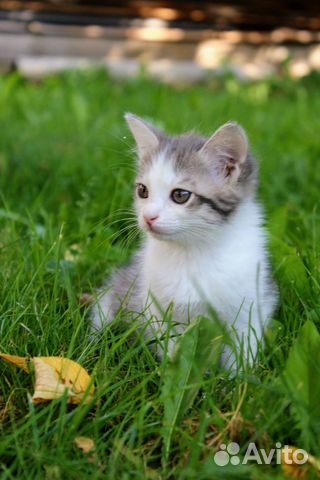 Котенок в добрые и ответственные руки