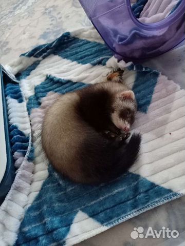 Хорек ищет мальчика для вязки