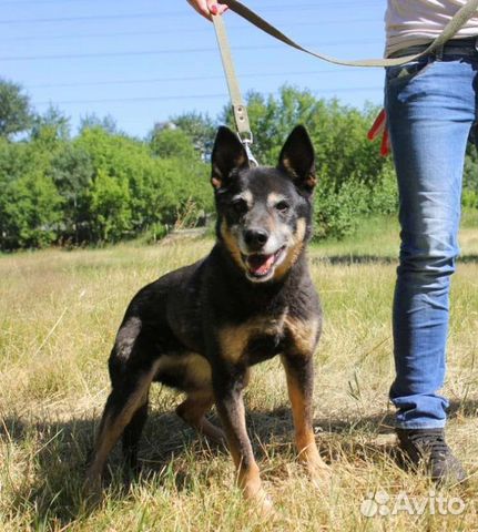 Восточноевропейская овчарка ищет своего человека