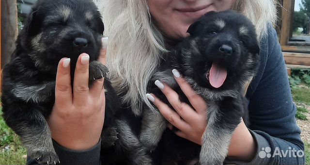 Продам щенков немецкой овчарки