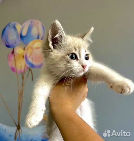 Котята