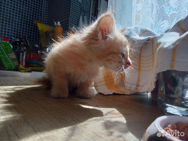 Рыжий котенок девочка