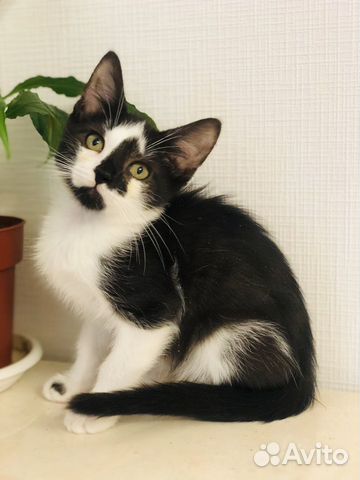 Котенок в добрые руки