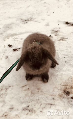 Вислоухий кролик Mini Lop