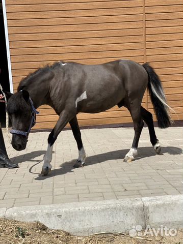 Продается пони