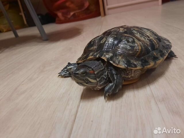 Красноухая черепаха с аквариумом