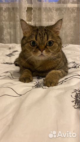 Ищет семью прекрасная Дженнифер