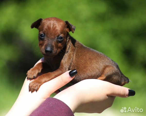 Цвергпинчер