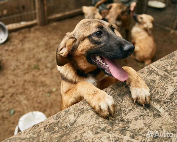 Майя в добрые руки
