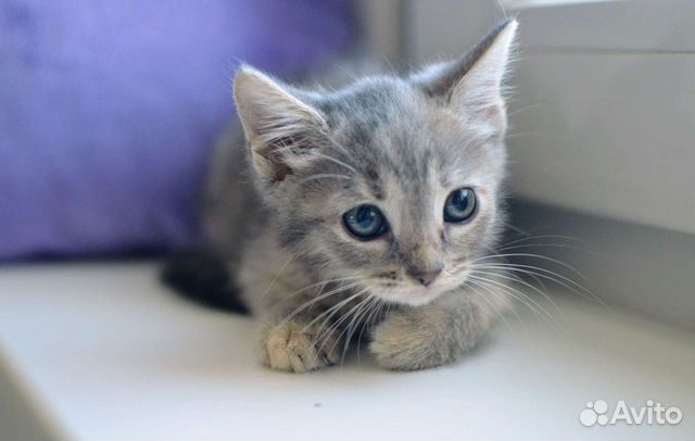 Котенок Тинки в добрые руки
