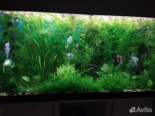 Ркстения для аквариума