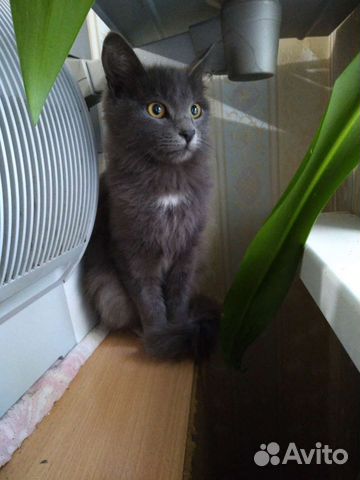 Нибелунг котенок