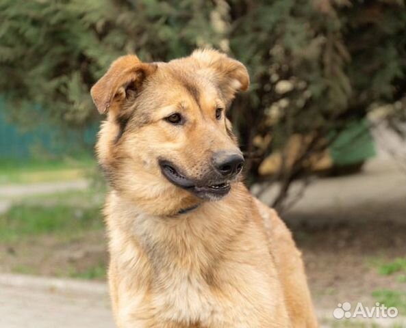 Собака в добрые руки. Ватсон:)