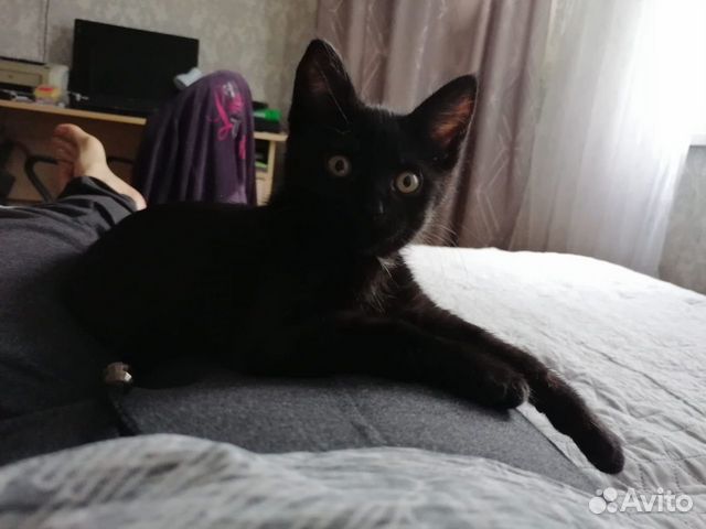 Котенок мадам Брошкина в добрые руки дар