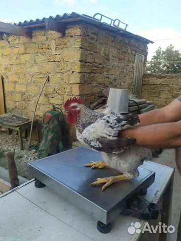 Петух голошея