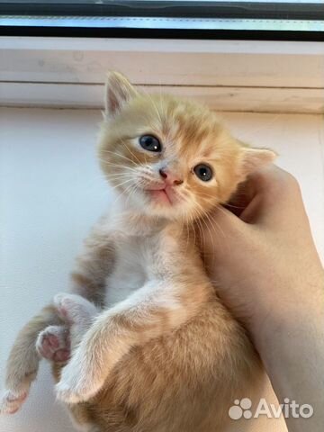 Рыжий котёнок, бесплатно, отдаю в хорошие руки