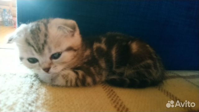 Предлагаю кошку для вязки