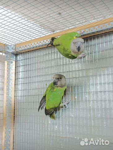 Сенегальские попугаи, рабочие пары