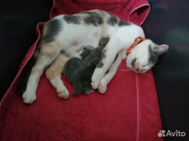 Продажа котят