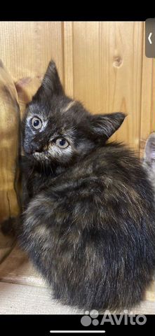 Котенок черепаховая