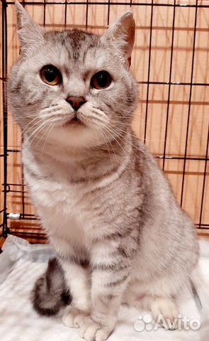 Кошечка ищет дом