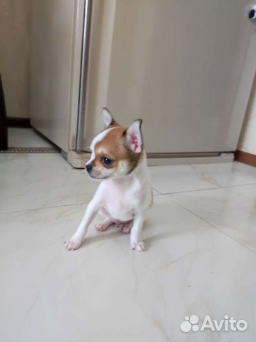 Щенки чихуахуа