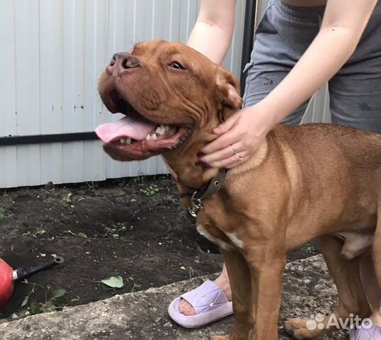 Бордоский дог