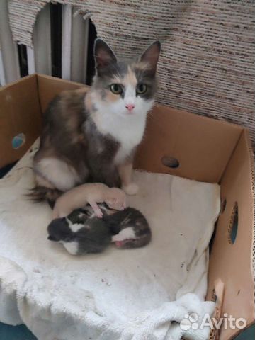 Кошке и еë крошкам нужен дом