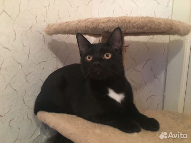 Пятимесячный красавчик ищет дом