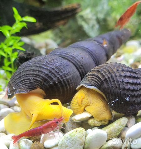 Улитки тиломелании, оранжевый кролик