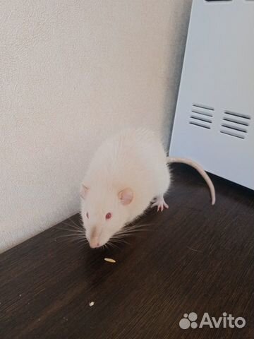 Крыска ручная