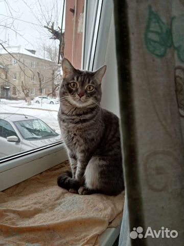 Шикарный домашний кот. 3 года