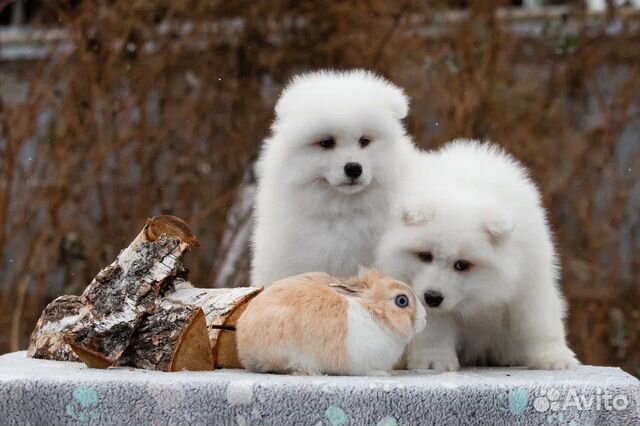 Щенки самоеда