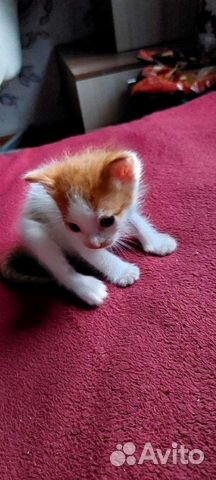 Рыжий котенок в добрые руки