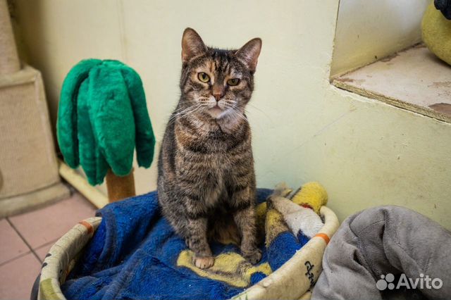 Дюшес, выразительная кошечка в дар