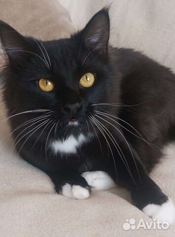 Кот-бегемот в поисках дома