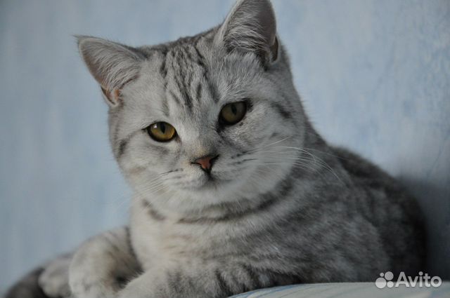 Опытный Кот на случку