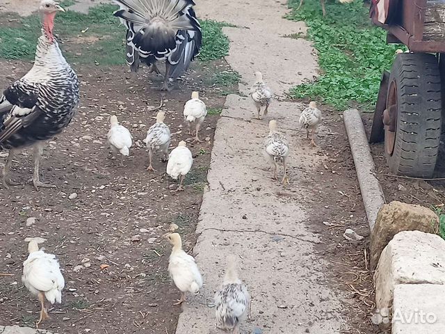 Индюшата молодки