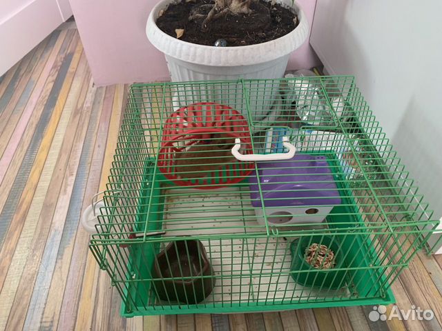 Хомяк с клеткой бесплатно