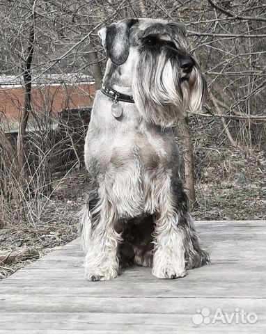 Щенки миттельшнауцера