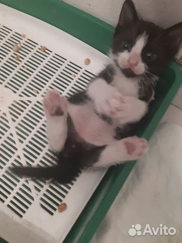 Месячный котенок Бантик в добрые руки