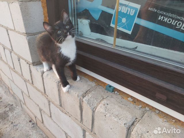 Ласковый и отважный котенок