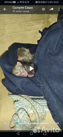 Кормящая кошка