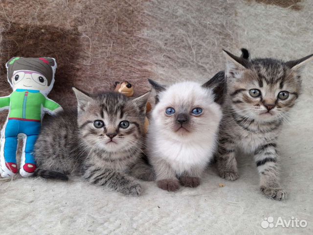 Котята шотландские в добрые руки
