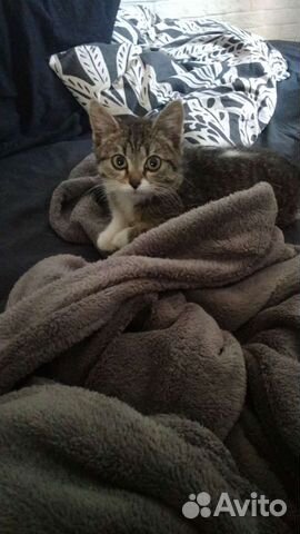 Котенок в дар бесплатно