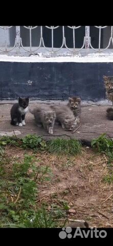 Котята миленькие