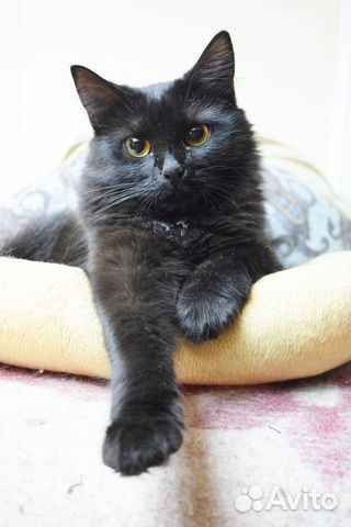 Кошечка Ширли 1 годик ищет семью
